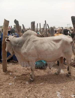 Healthy Cows,Goat and Ram for Sale at Aduwawa Benin City Edo State in ...