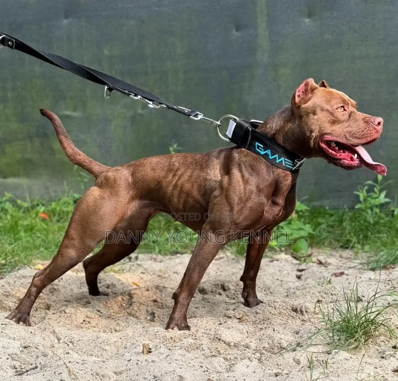 3-6 months Female Purebred American Pit Bull Terrier in Ikorodu - Dogs ...