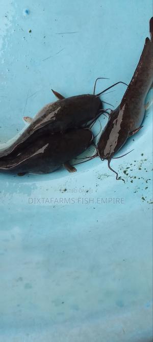 Super Jumbo Sized Catfish Available for Sale at Dixta Farms Uyo in Uyo ...