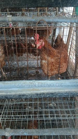 Live Chicken (Old Layers) for Sale in Alimosho - Farm Animals, Godwin ...