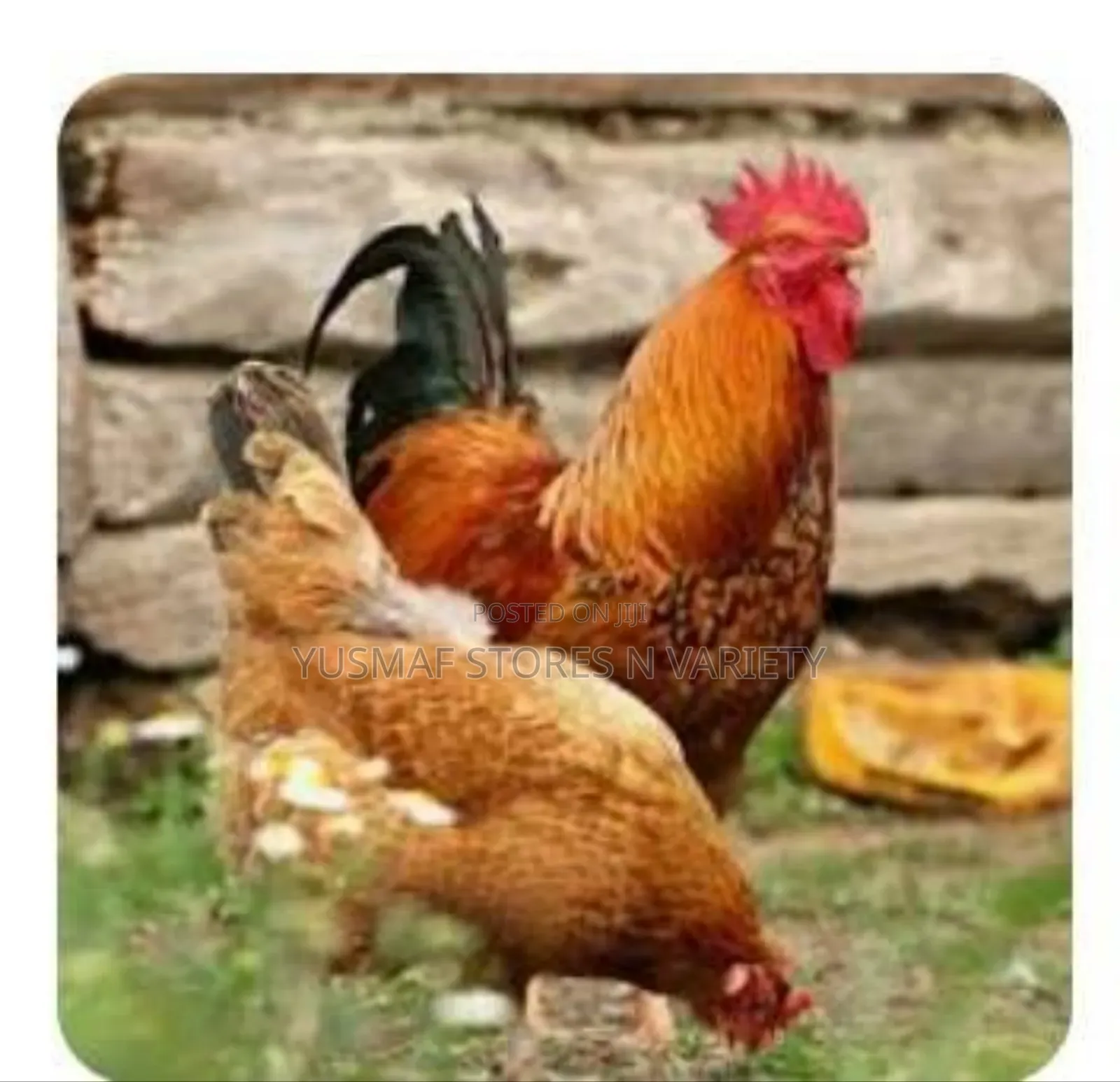 Local Breed Chicken at Ur Disposal At in Ilorin West - Farm Animals ...