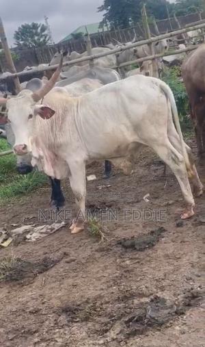Healthy, Well-Fed Cattle for Sale. in Benin City - Farm Animals, Nike ...
