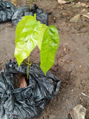 Cocoa Seedling From High Yield Cocoa Tree in Port-Harcourt - Feeds ...