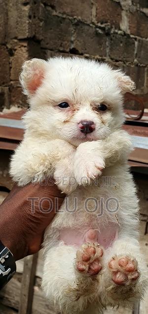 1-3 months Female Purebred American Eskimo in Ibadan - Dogs & Puppies ...