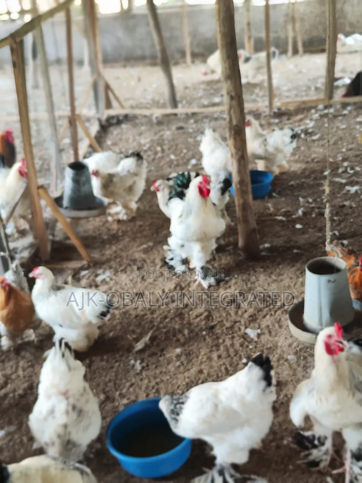 A Day Old Pure Line Brahma Chicks in Egbeda - Farm Animals, Adekunle ...