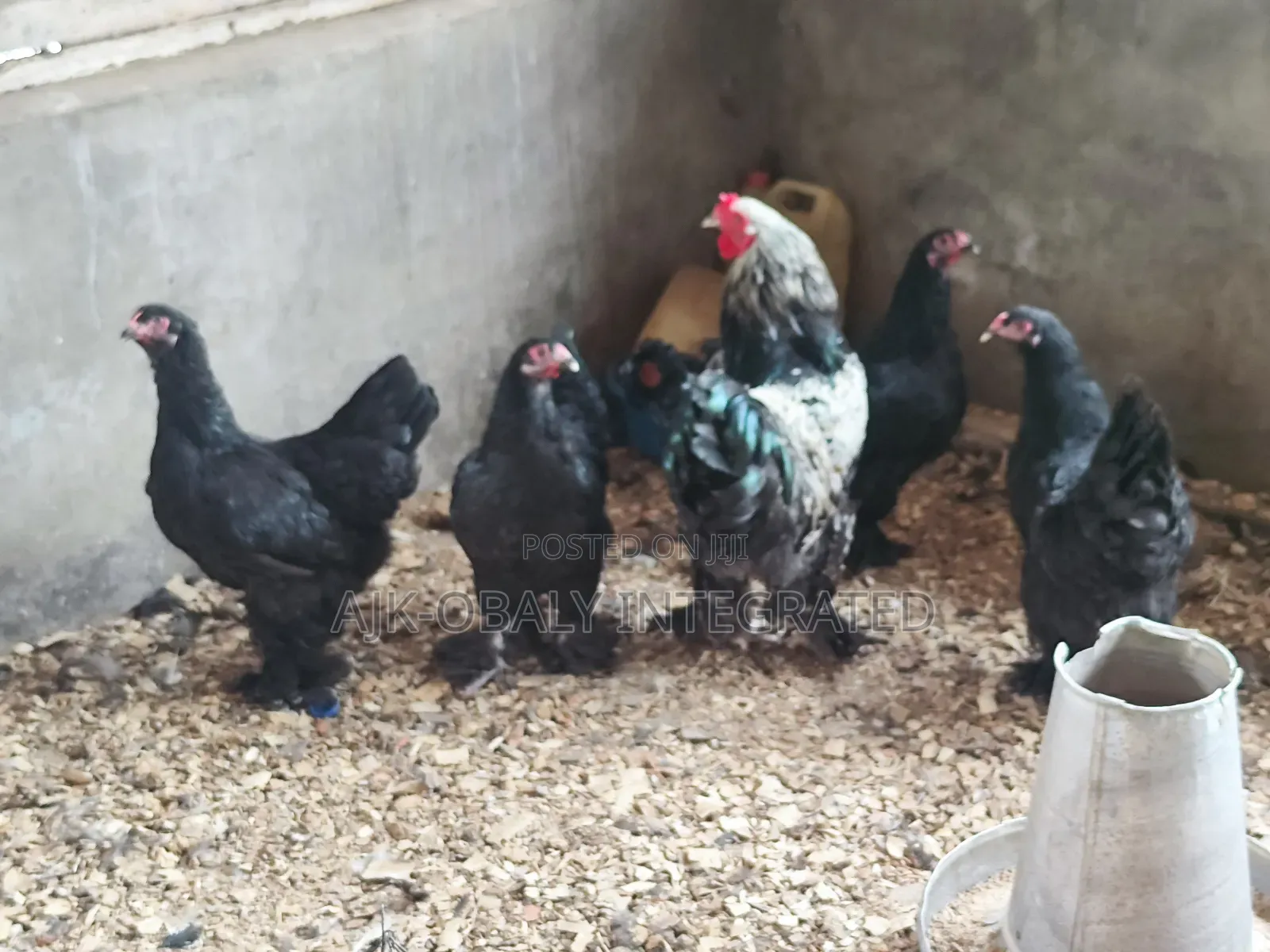 A Day Old Pure Line Brahma Chicks in Egbeda - Farm Animals, Adekunle ...