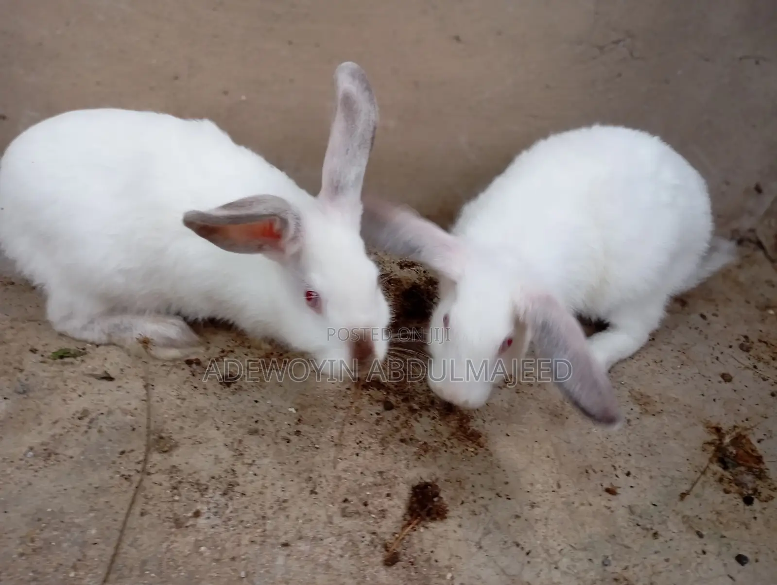 Foreign Rabbits ( Bunnies ) in Osun State - Farm Animals, Adewoyin ...
