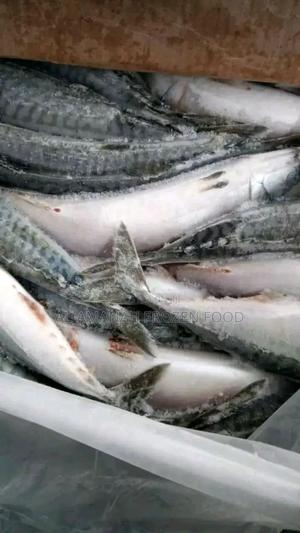 Titus Fish in Kado - Farm Animals, Abdulbasit Abdulkhaliq | Jiji.ng