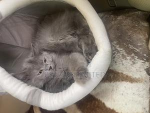 1-3 months Male Purebred Exotic in Surulere - Cats & Kittens, Kolapo ...