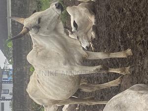 Cow's for Sell at Affordable Prices in Benin City - Farm Animals, Nike ...