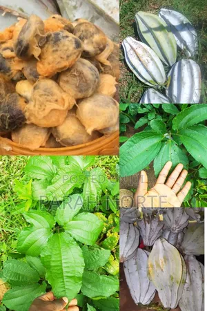 Ugu Seeds for Sale in Ifo - Seeds & Fertilizers, Parah Norte | Jiji.ng