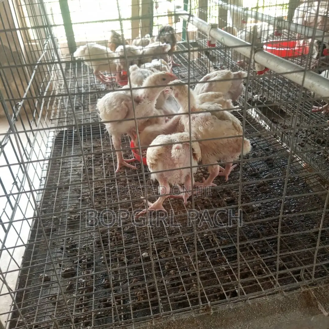 4 Weeks Broiler Chicken in Ifako-Ijaiye - Farm Animals, Bopgirl Pach ...