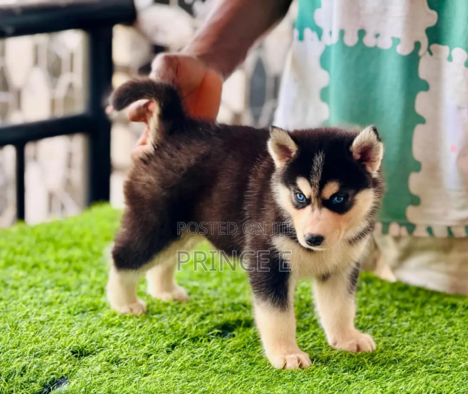 1-3 months Female Purebred Siberian Husky in Onitsha - Dogs & Puppies ...