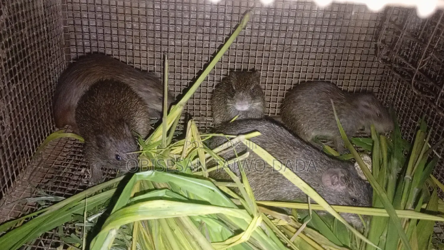 Grasscutter in Ilesa - Farm Animals, Obisesan Taiwo Dada | Jiji.ng