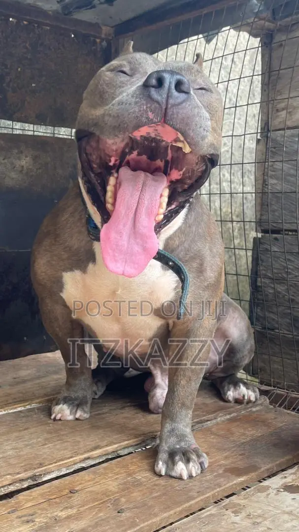 1+ year Male Purebred American Bully in Ibadan - Dogs & Puppies ...