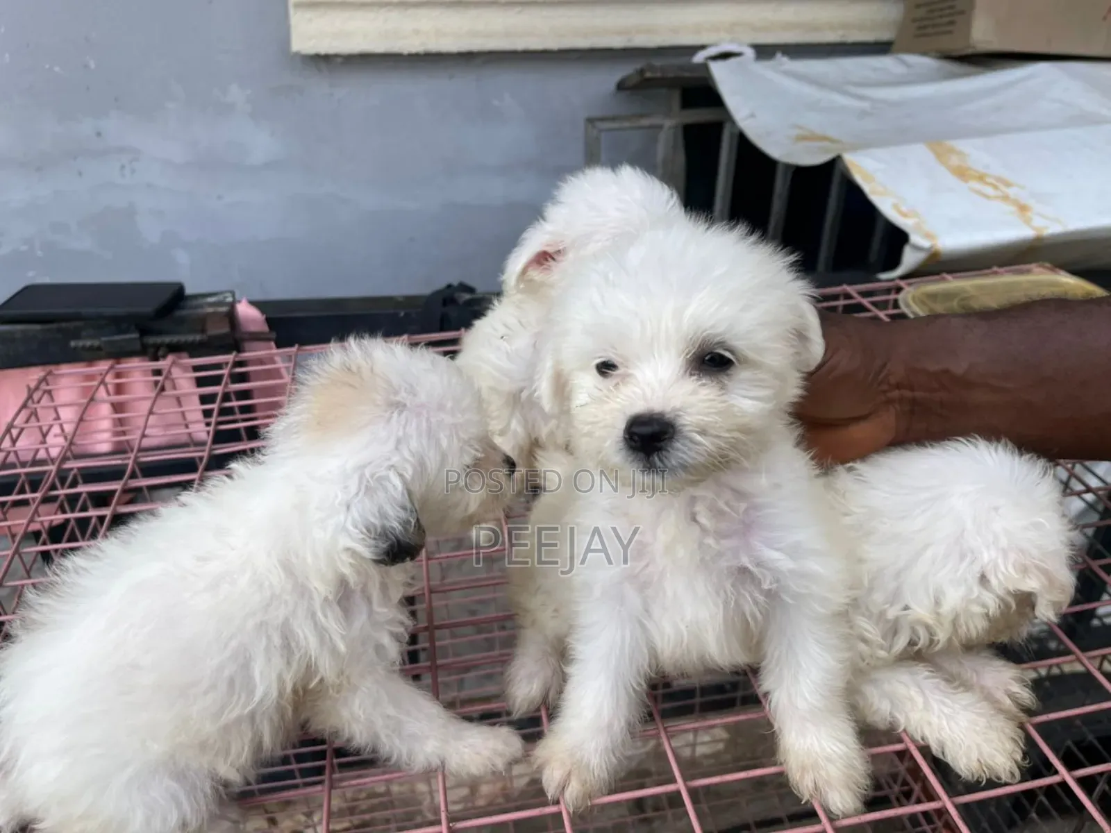 1-3 months Female Mixed Breed Lhasa Apso in Jabi - Dogs & Puppies ...