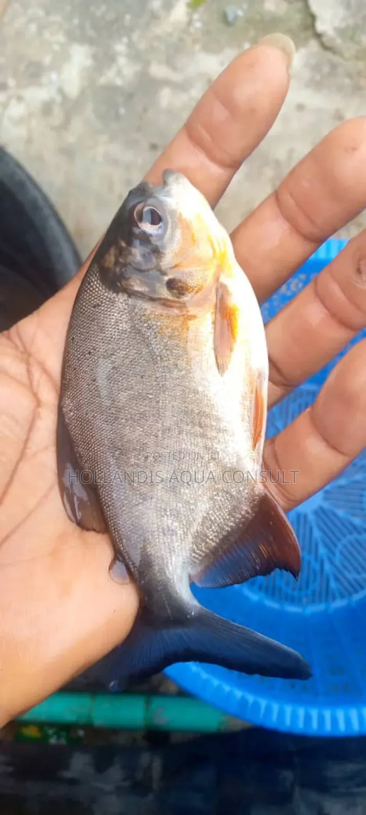 Red Belly Pacu Red Snapper in Alimosho - Fish, Dave Ajogbeje | Jiji.ng