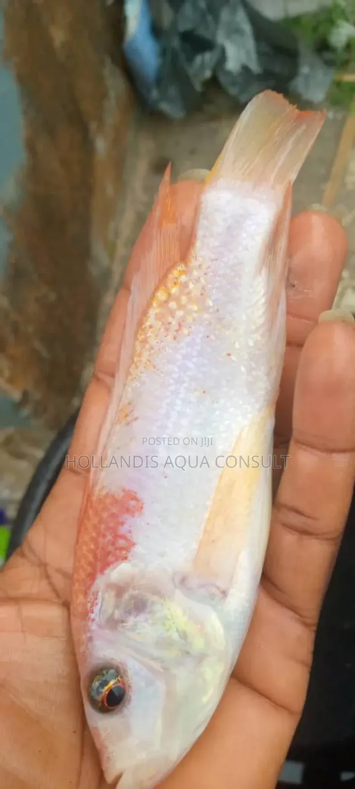 Red Belly Pacu Red Snapper in Alimosho - Fish, Dave Ajogbeje | Jiji.ng