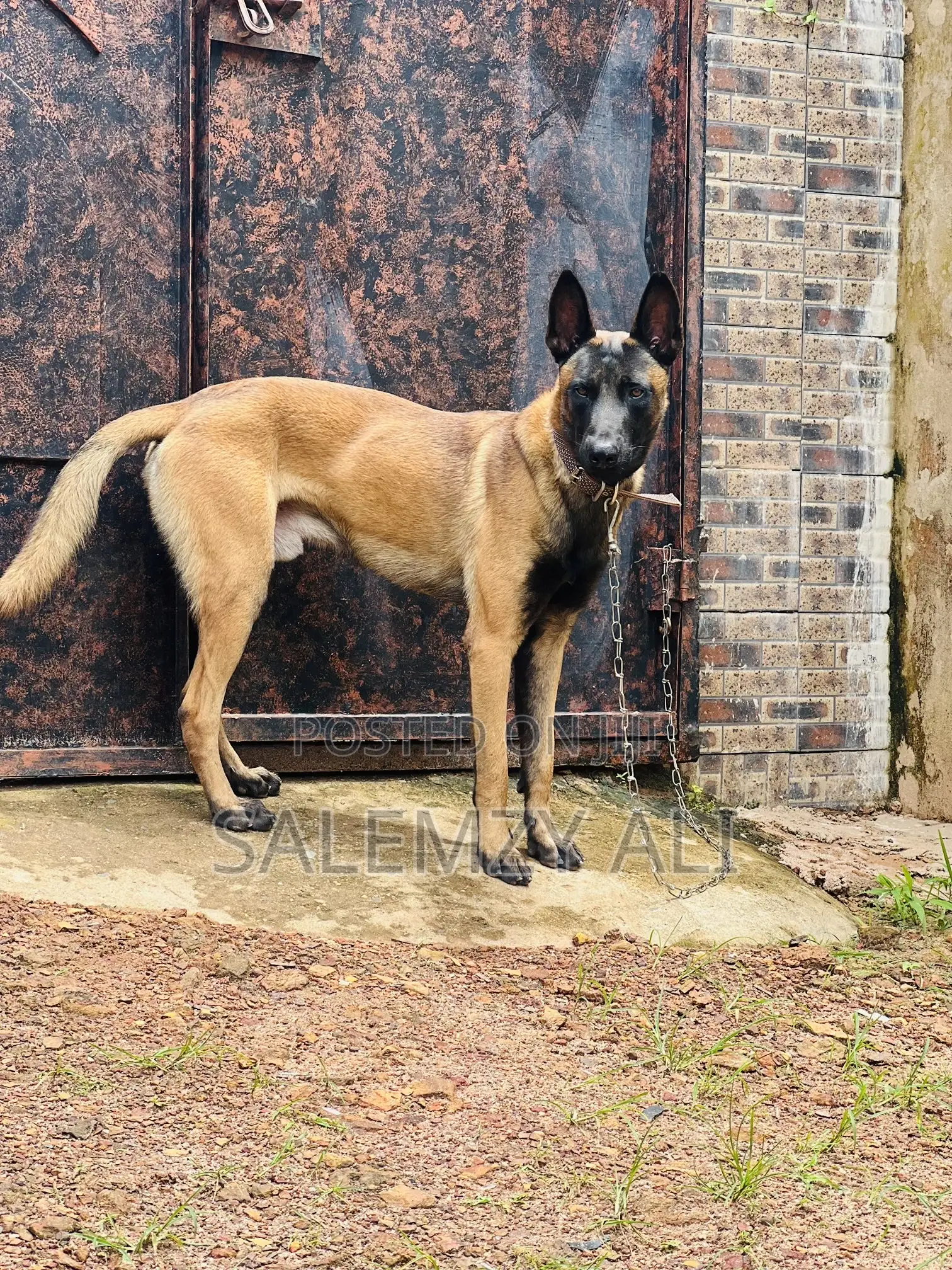 1+ year Male Purebred Belgian Malinois in Owerri - Dogs & Puppies ...