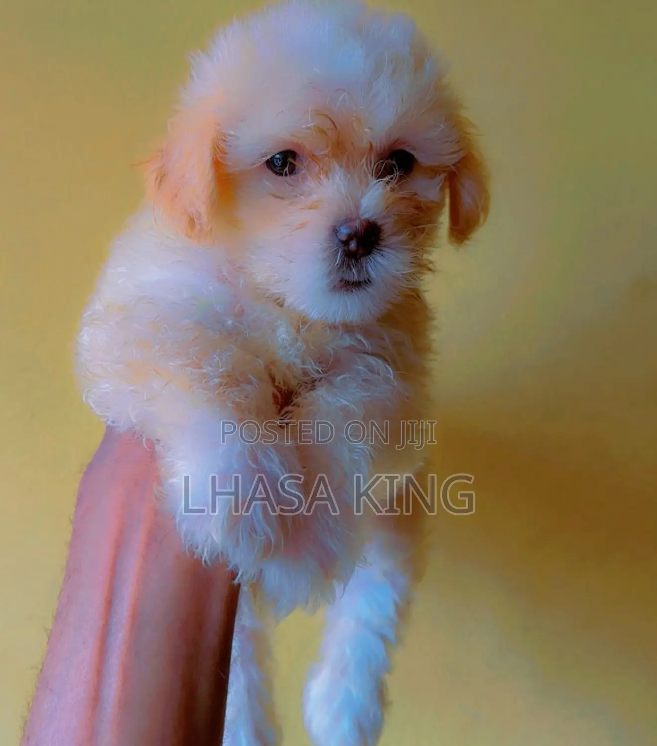 1-3 months Female Purebred Lhasa Apso in Benin City - Dogs & Puppies ...