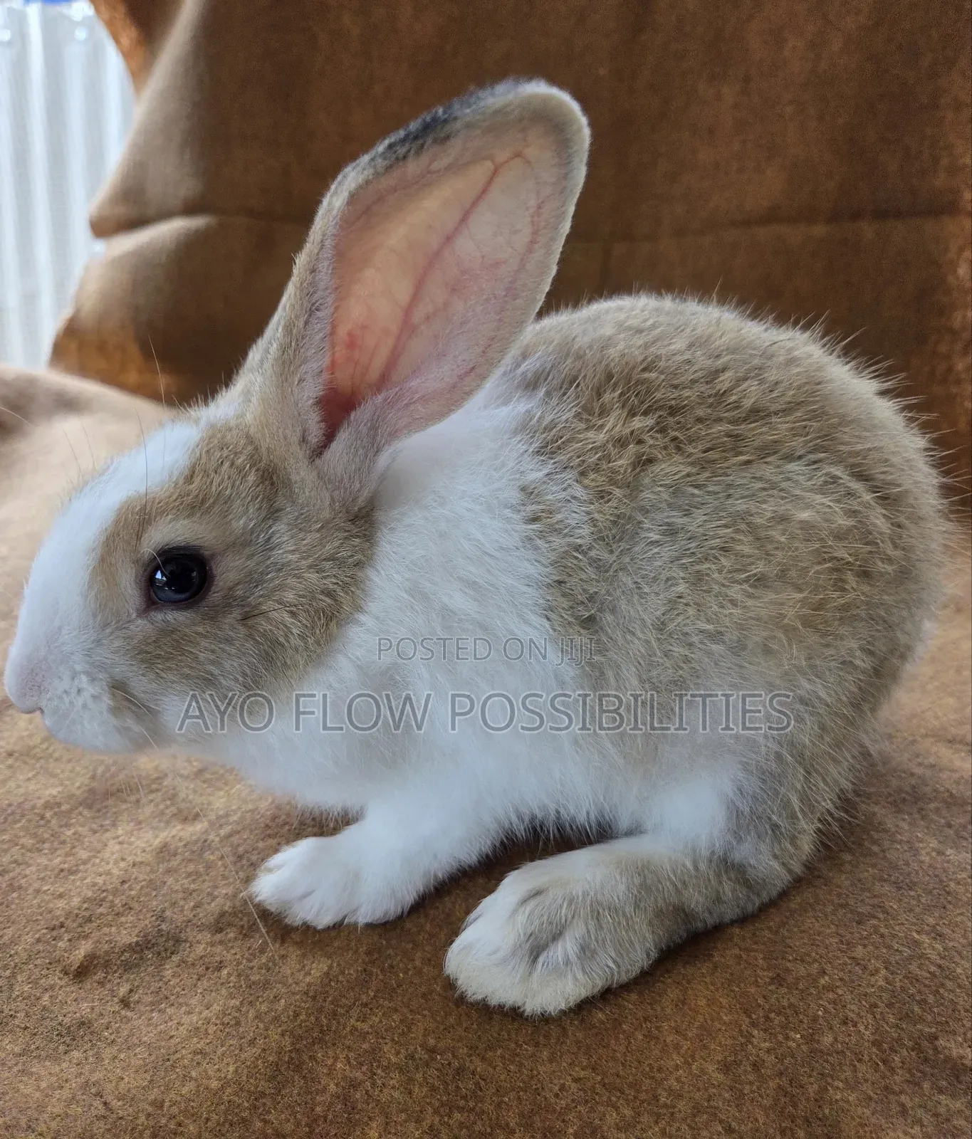 Rabbits Weaners Bunnies Organic Pure Breed Black White Gray 6-12 Weeks ...
