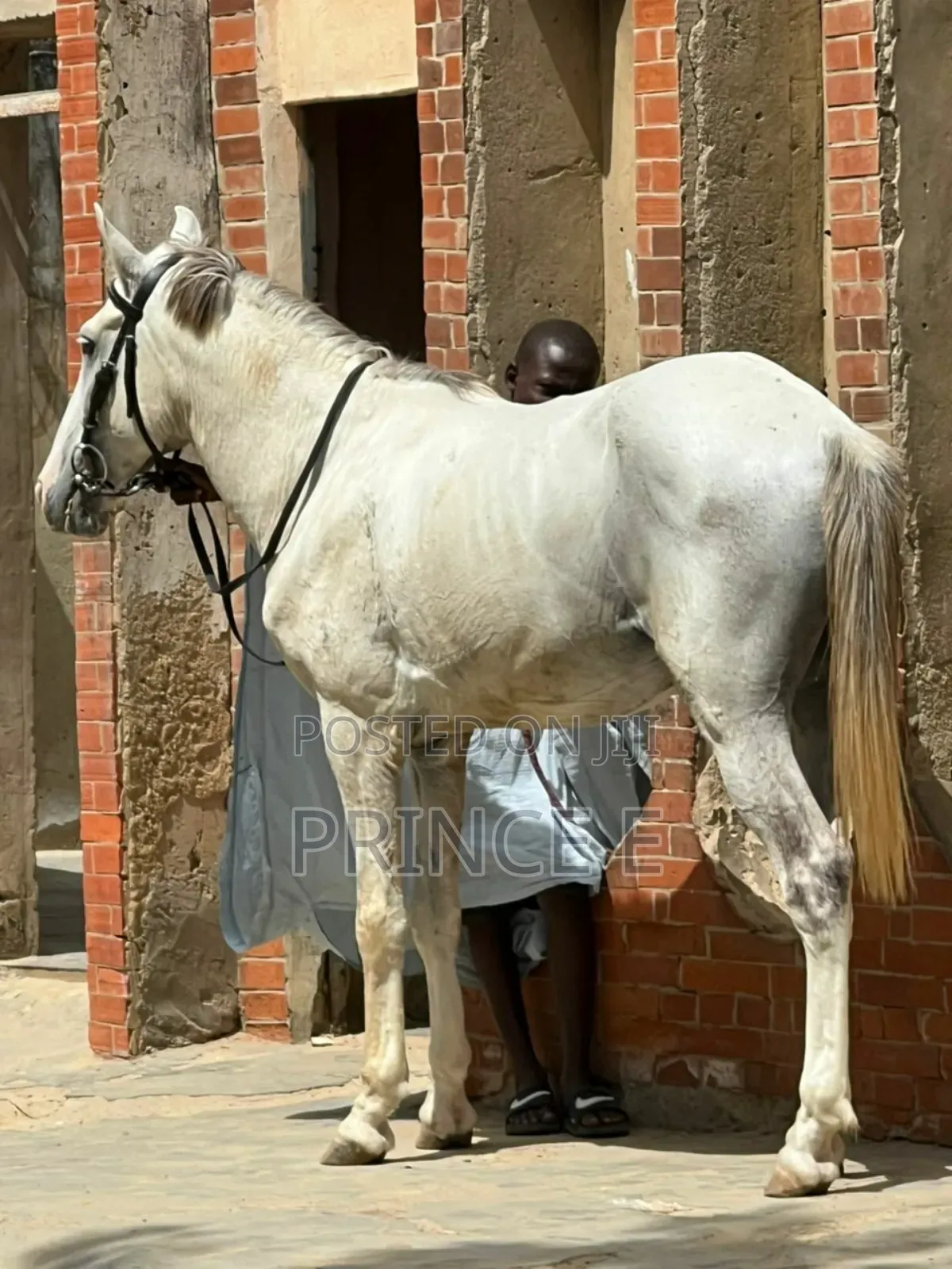 Horse Available in Kano Municipal - Other Animals, Prince Olivia | Jiji.ng