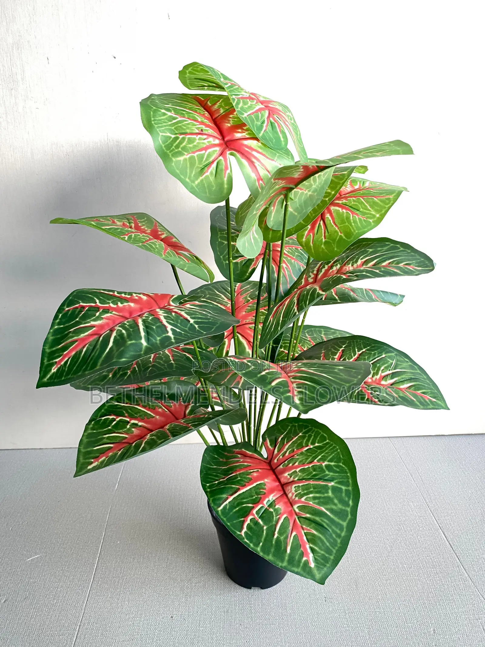 Bulk Buyers Wanted Nationwide for Mini Potted Red Taro Plant(80cm) in ...