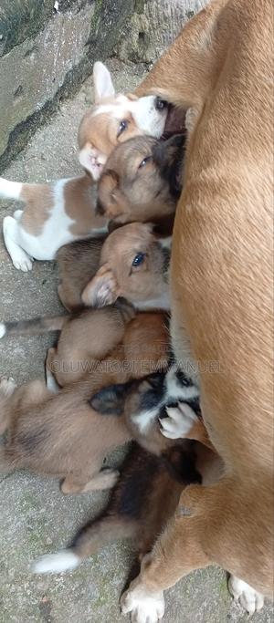 1-3 months Female Purebred Dog in Akure - Dogs & Puppies, Oluwatobi ...