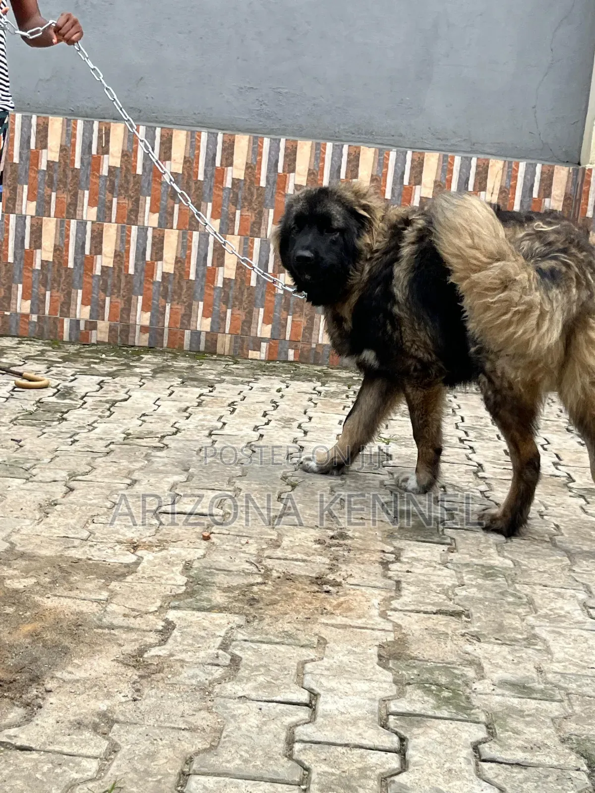 6-12 months Female Purebred Caucasian Shepherd in Port-Harcourt - Dogs ...