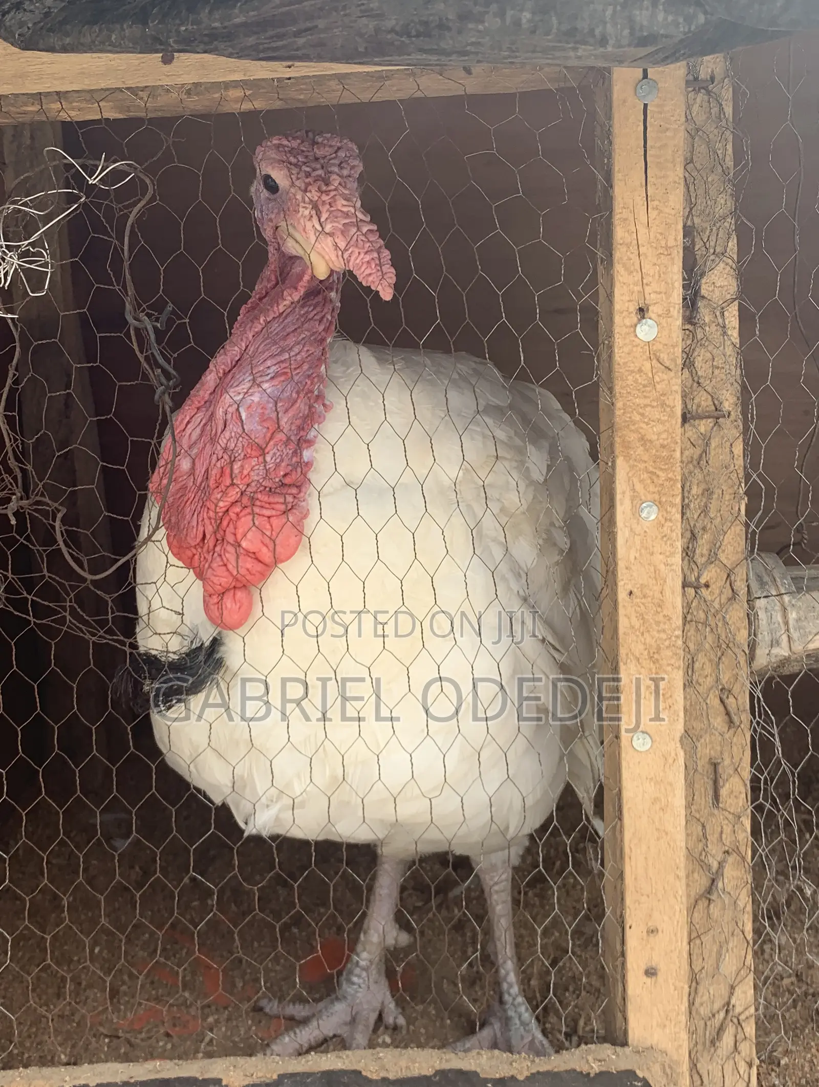 For Sale Grown Male Local Turkeys in Lagos State - Farm Animals ...