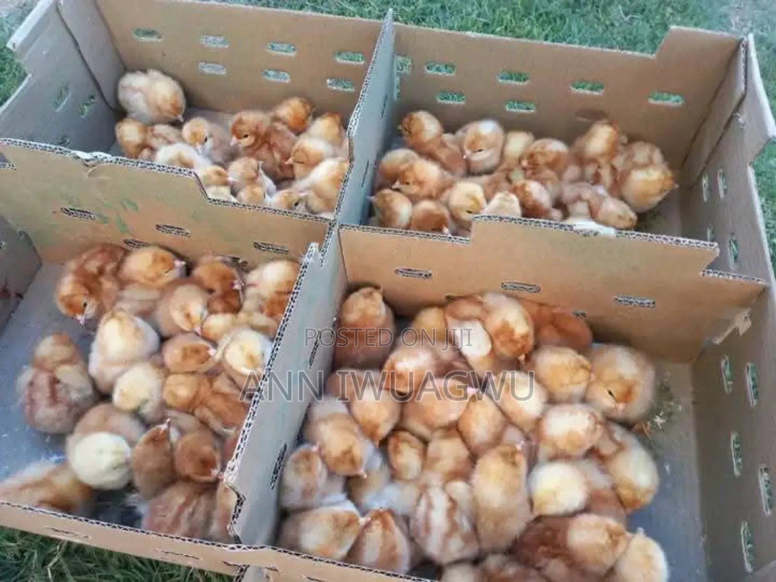 Boilers, Pulleys and Turkeys in Lugbe District - Farm Animals, Ann ...