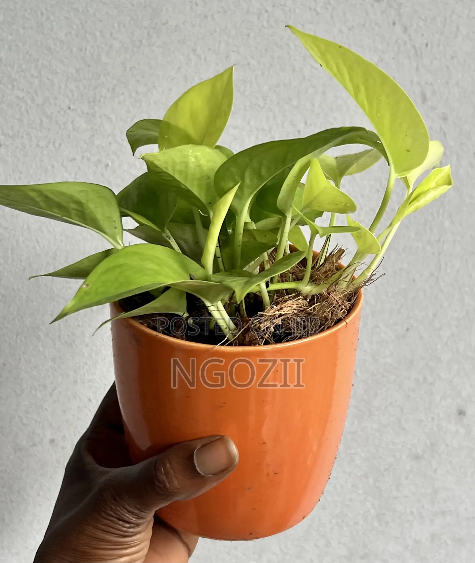 Interior Decor With Plants, Landscape Architecture, in Wuse 2 - Home ...