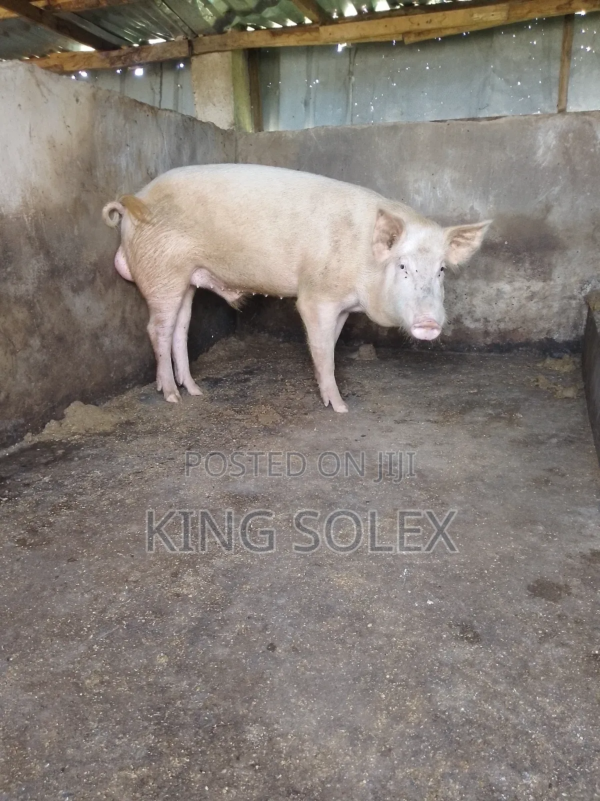 Mature Male Pig in Karshi - Farm Animals, King Solex | Jiji.ng