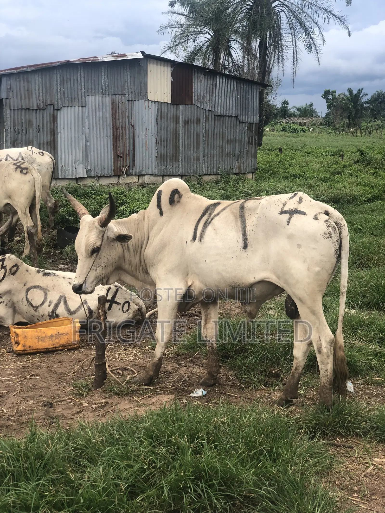 Luxury and Premium Cows for Sale at Very Affordable Prices in Benin ...