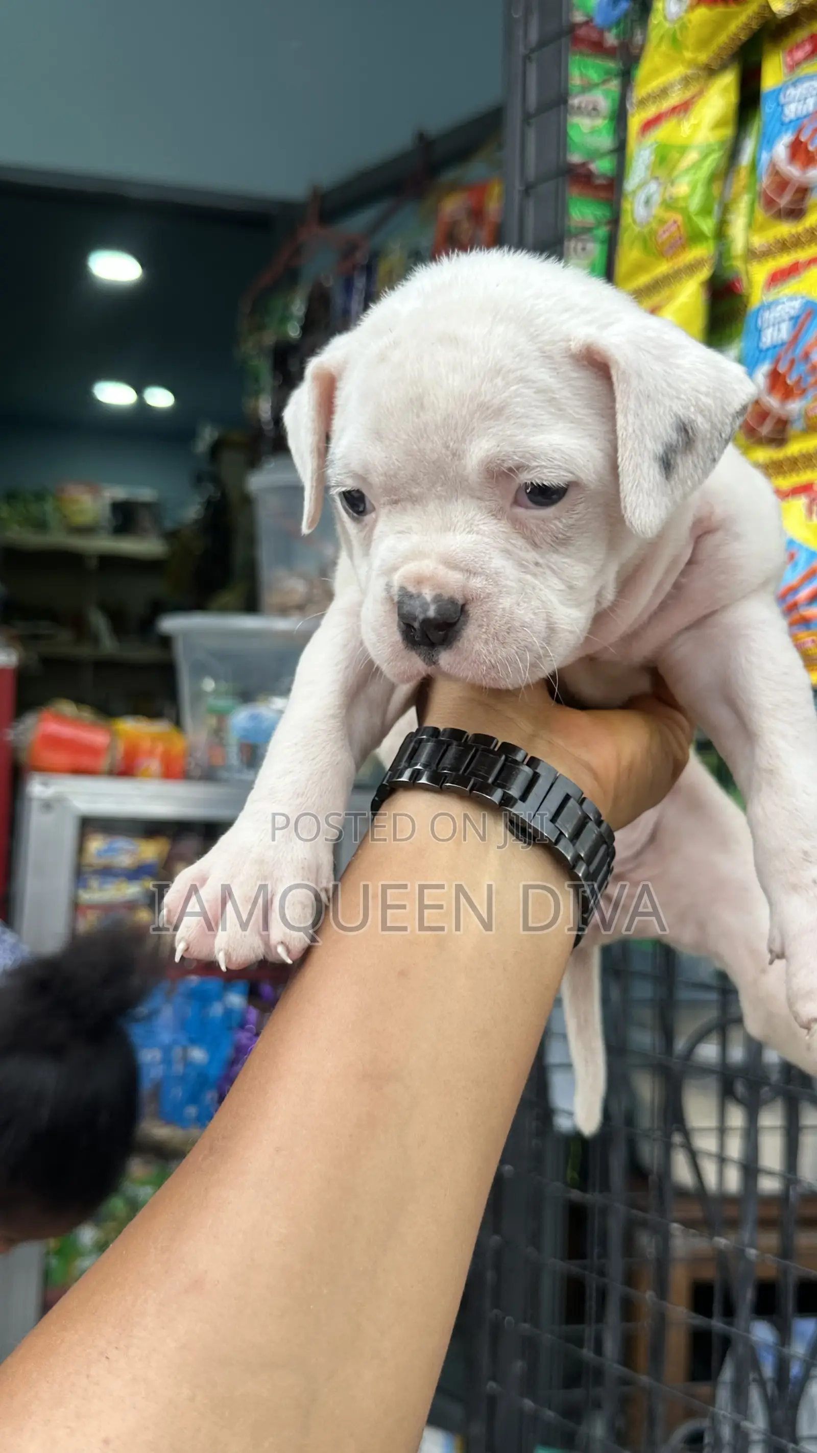 1-3 months Female Purebred American Pit Bull Terrier in Port-Harcourt ...