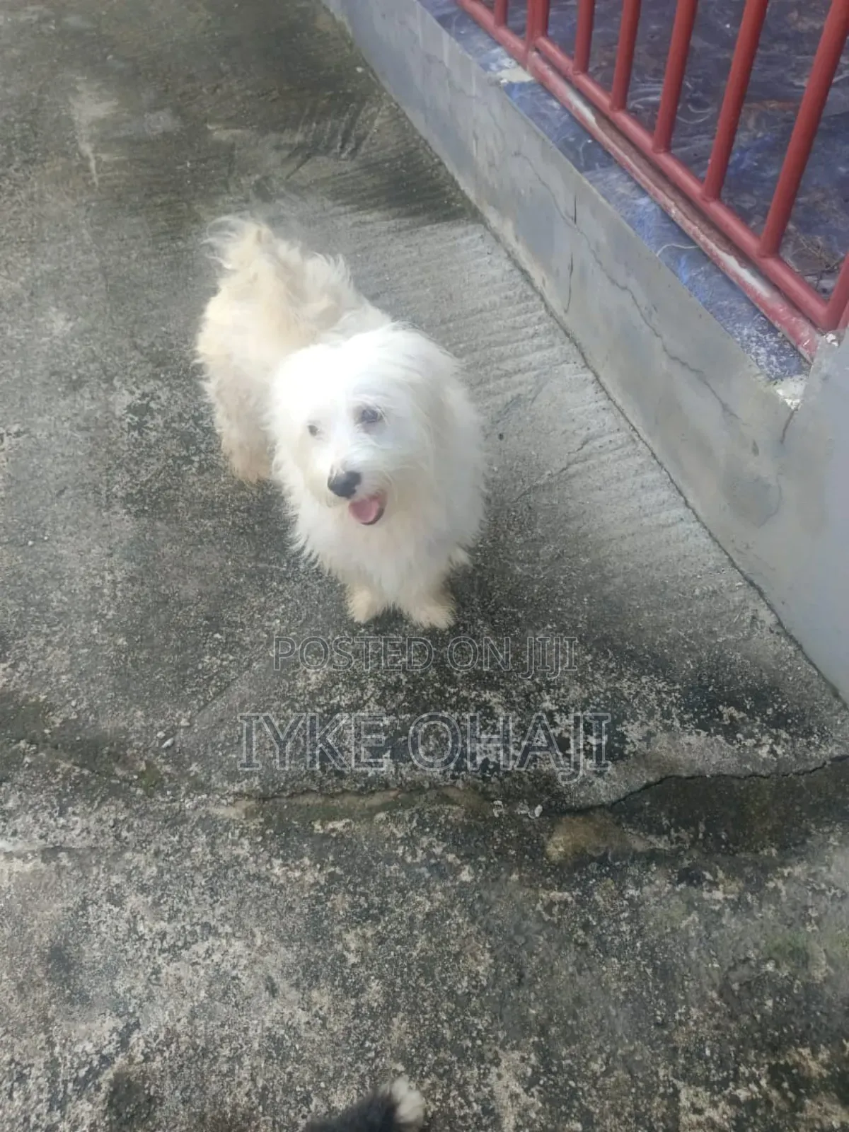 1+ year Male Purebred Lhasa Apso in Port-Harcourt - Dogs & Puppies ...