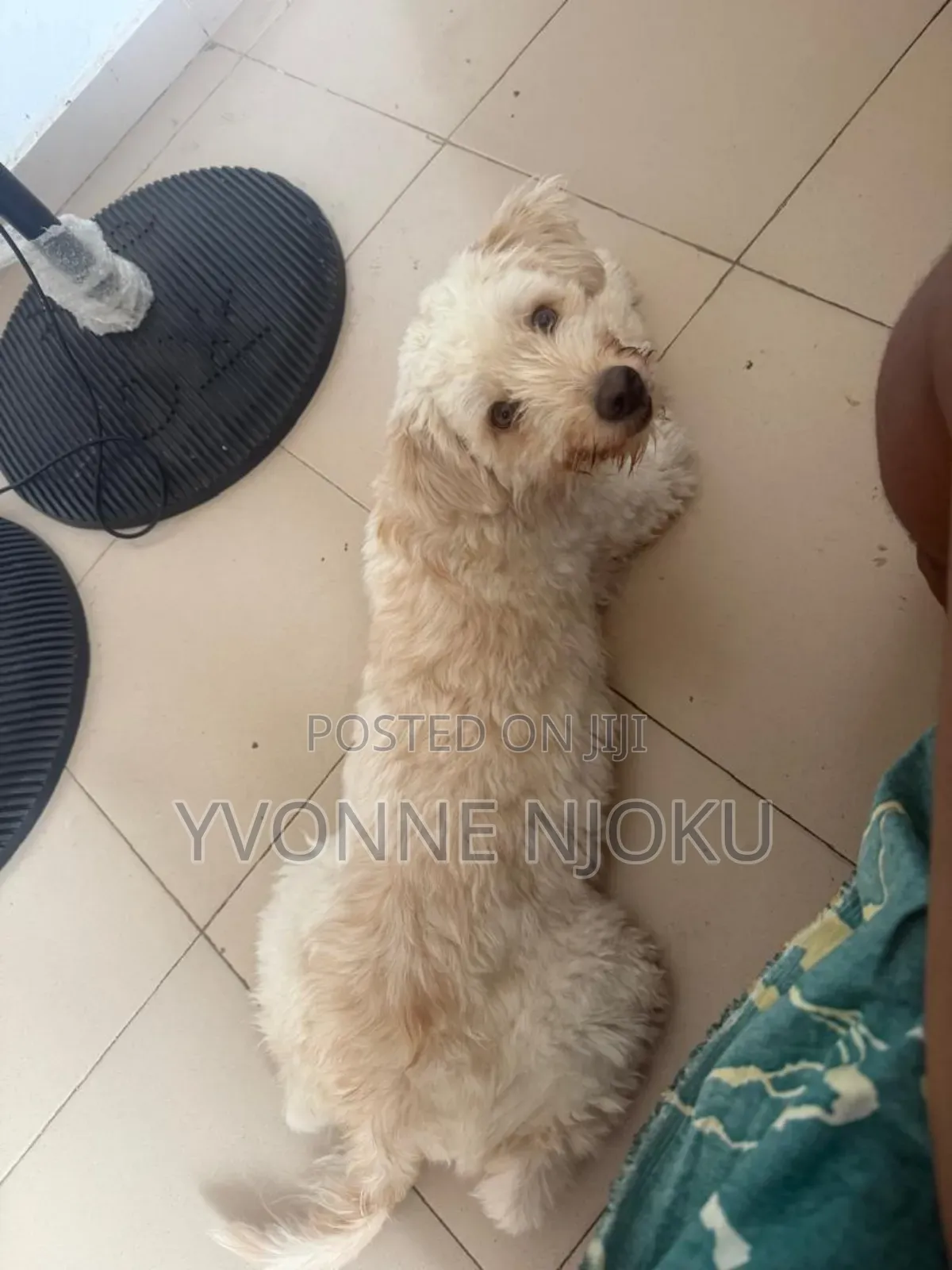 1+ year Male Mixed Breed Lhasa Apso in Ibadan - Dogs & Puppies, Yvonne ...