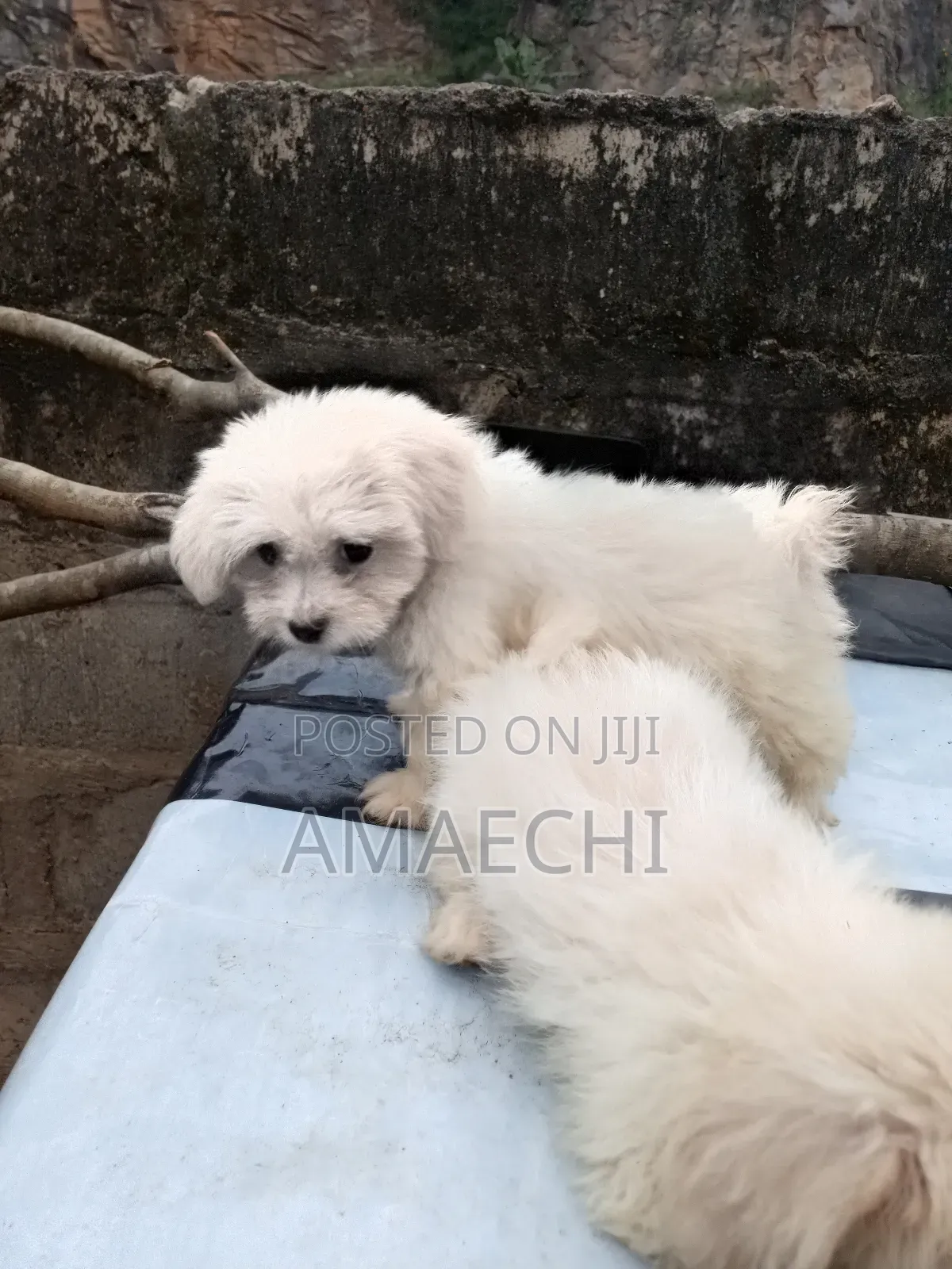 1-3 months Male Purebred Lhasa Apso in Ibadan - Dogs & Puppies, Frank ...
