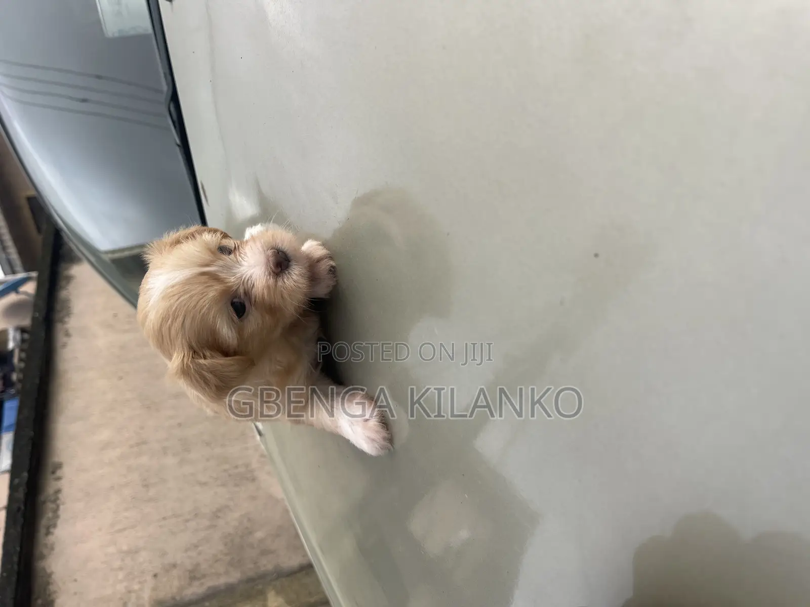 0-1 month Female Purebred Lhasa Apso in Isolo - Dogs & Puppies, Gbenga ...