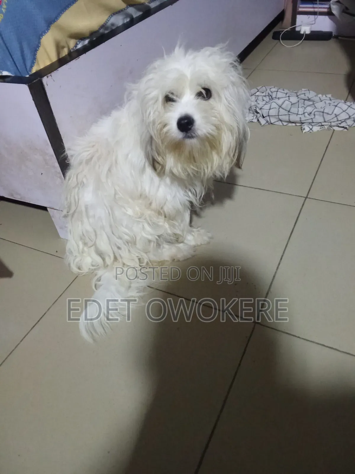 1-3 months Male Purebred Lhasa Apso in Kubwa - Dogs & Puppies, Edet ...