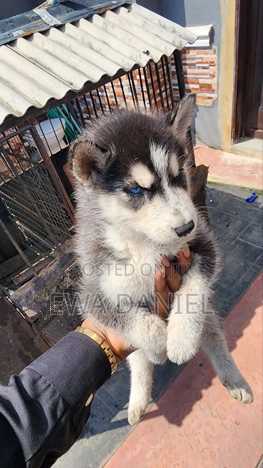 1-3 months Female Purebred Siberian Husky in Ikeja - Dogs & Puppies ...