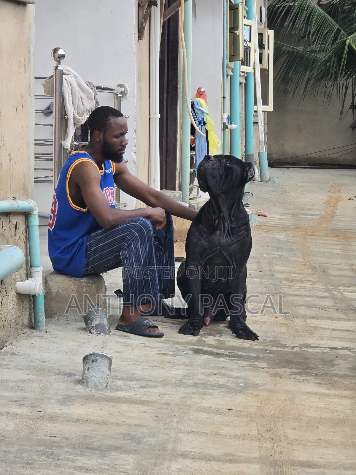 1+ year Male Purebred Cane Corso in Alimosho - Dogs & Puppies, Anthony ...