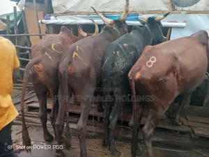 Cows in Lagos for sale Prices on Jiji.ng