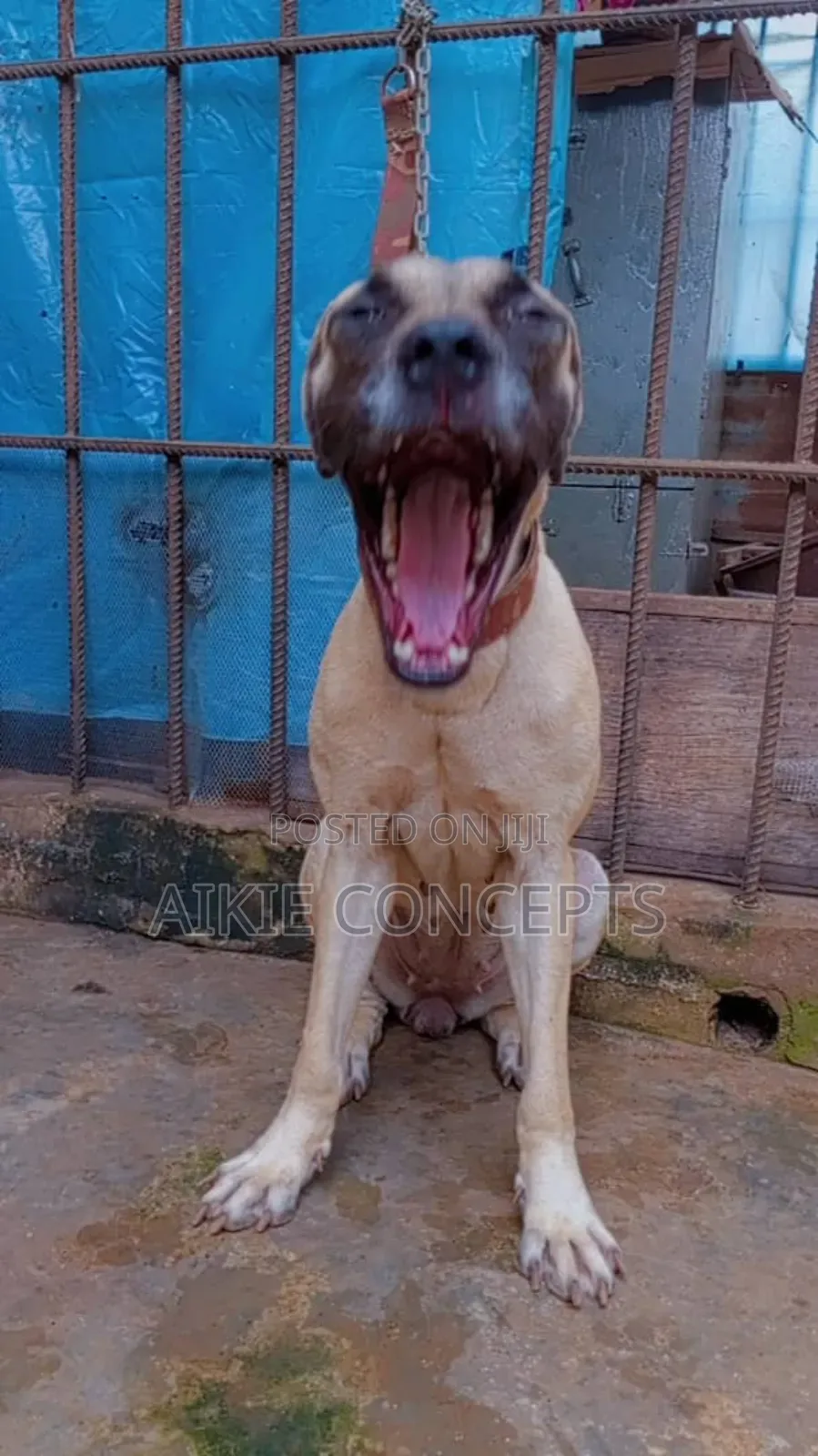 1+ year Female Purebred Boerboel in Ikorodu - Dogs & Puppies, Aikie ...