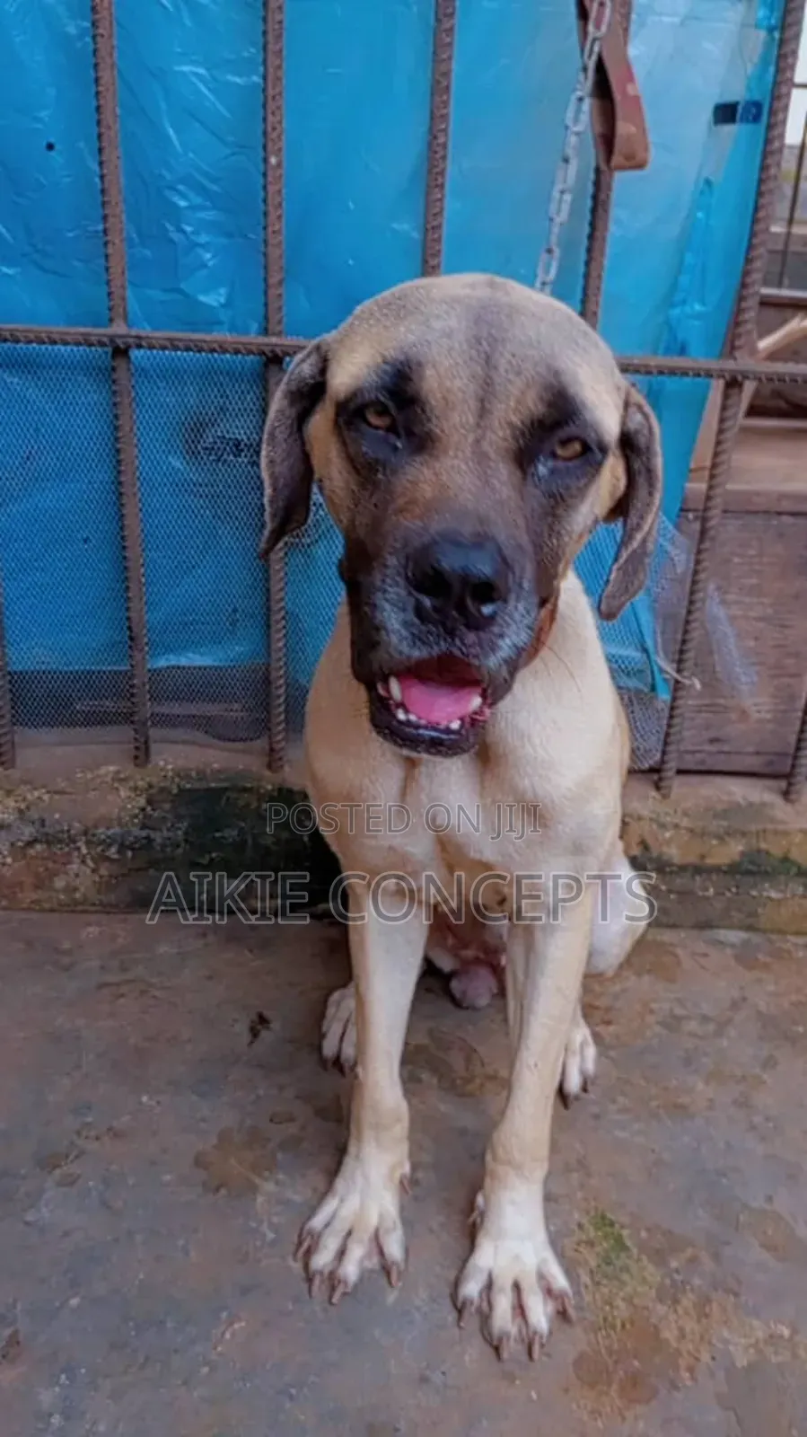 1+ year Female Purebred Boerboel in Ikorodu - Dogs & Puppies, Aikie ...