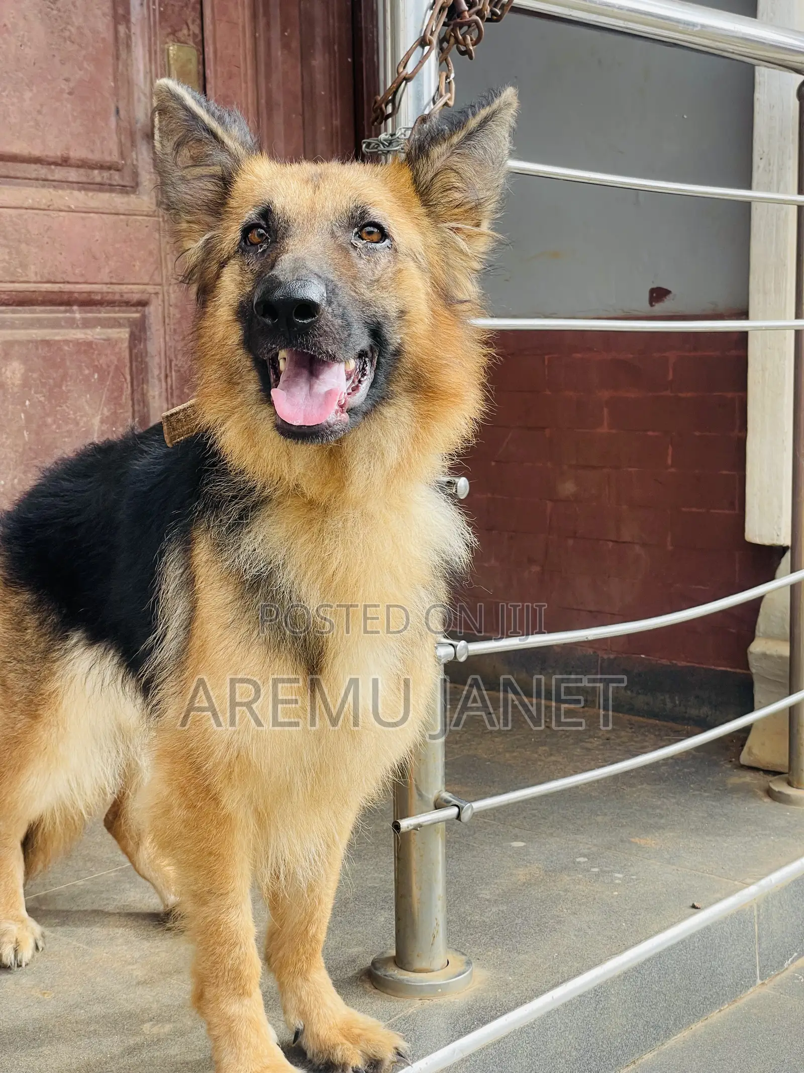 1+ year Female Purebred German Shepherd in Ado-Odo/Ota - Dogs & Puppies ...