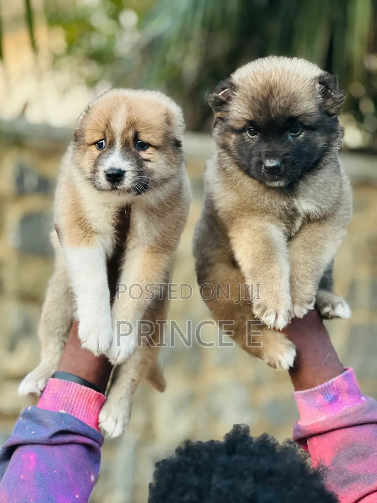 1-3 months Female Purebred Caucasian Shepherd in Ibadan - Dogs ...