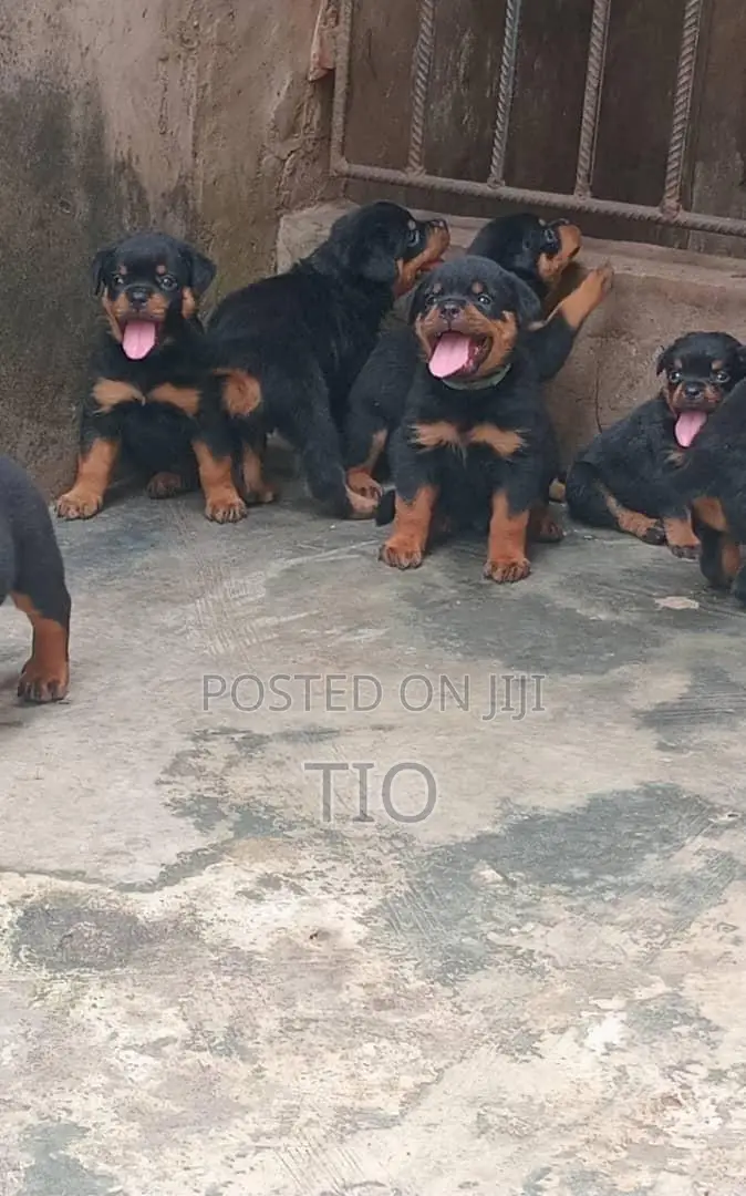 1-3 months Male Purebred Rottweiler in Orozo - Dogs & Puppies, Echoes ...