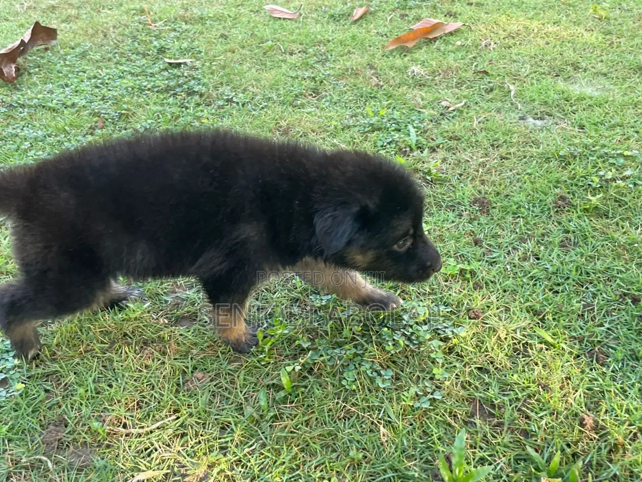 1-3 months Female Purebred German Shepherd in Ikorodu - Dogs & Puppies ...