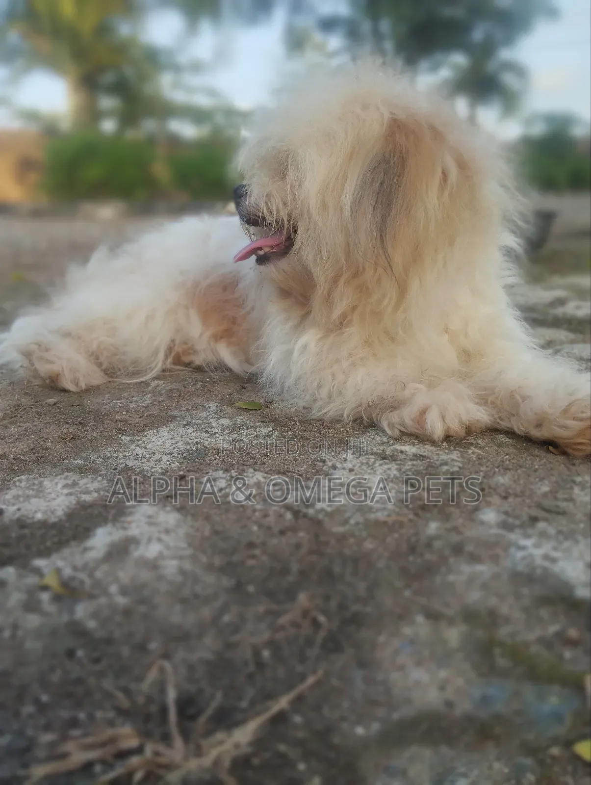 1+ year Female Purebred Lhasa Apso in Ogba - Dogs & Puppies, Alpha ...